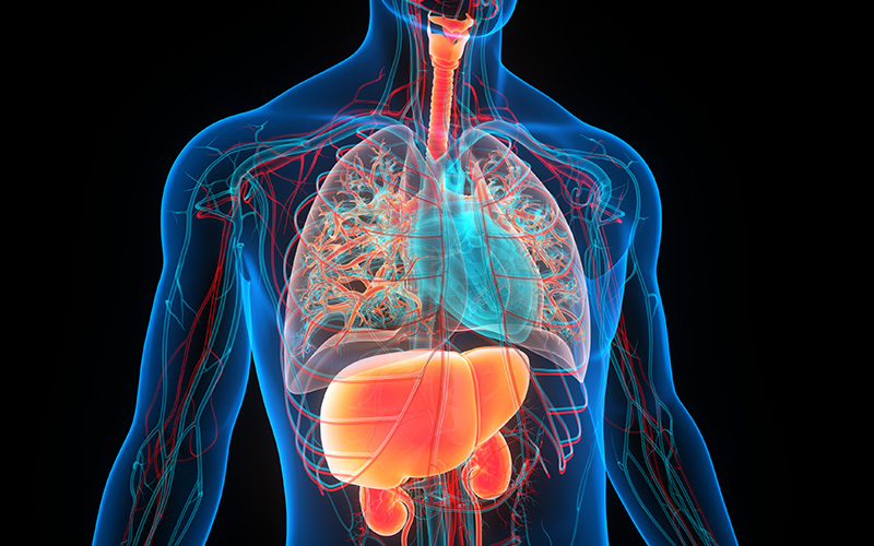 Reversing Organ Age: How Faith, Science, and Cellular Healing Can Help ...